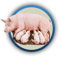 #servisprofarmu-eshop# - #www.servisprofarmu-eshop.cz#